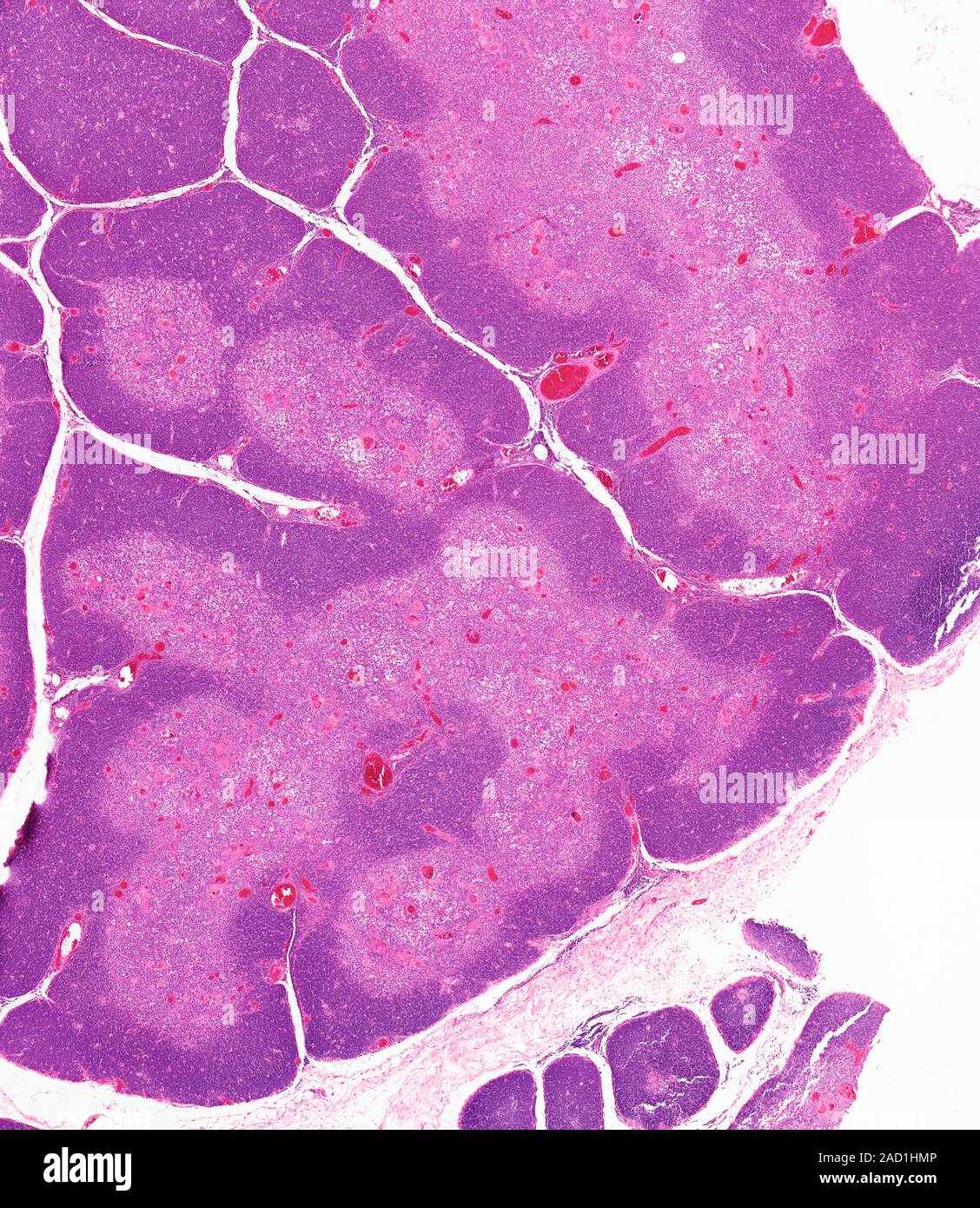 Light microscopy of the thymus gland displaying a lobular morphology ...