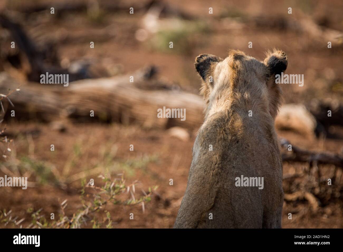 Back of a starring young Lion Stock Photo - Alamy