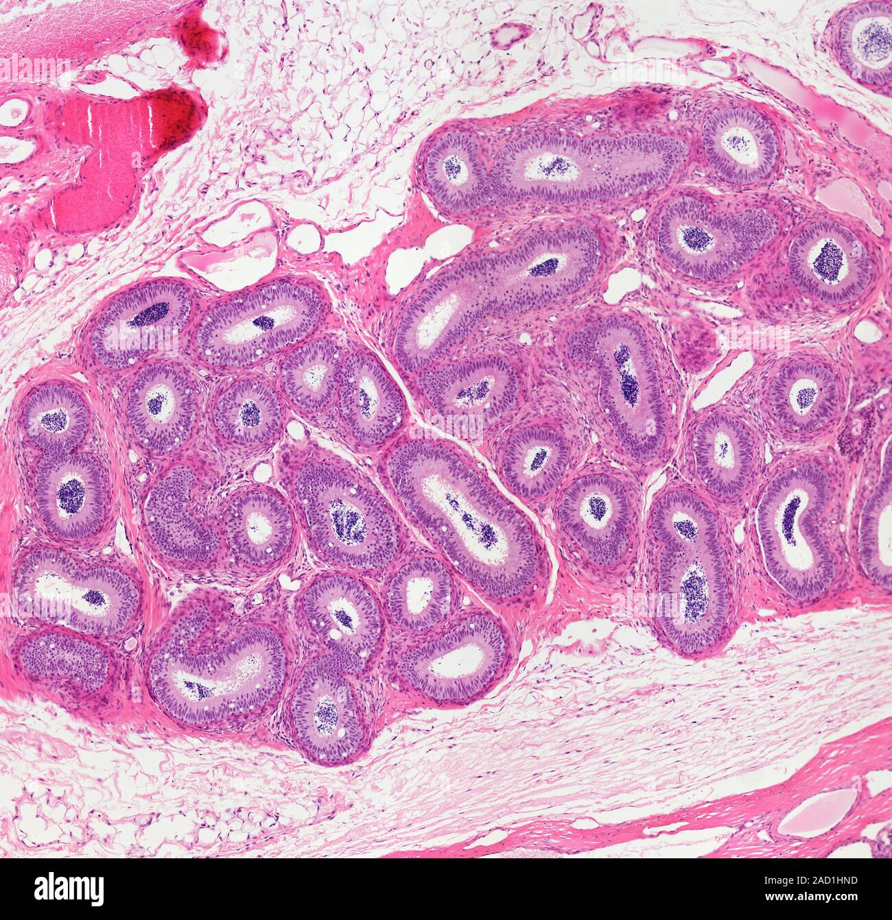 Light microscopy of the epididymis which is a single but highly coiled ...
