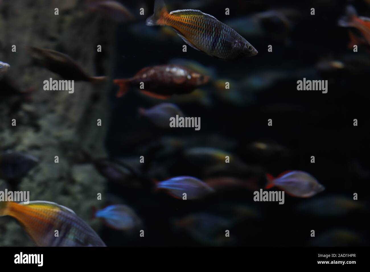 Big group of fish swimming in ocean. The underwater world, flora and ...