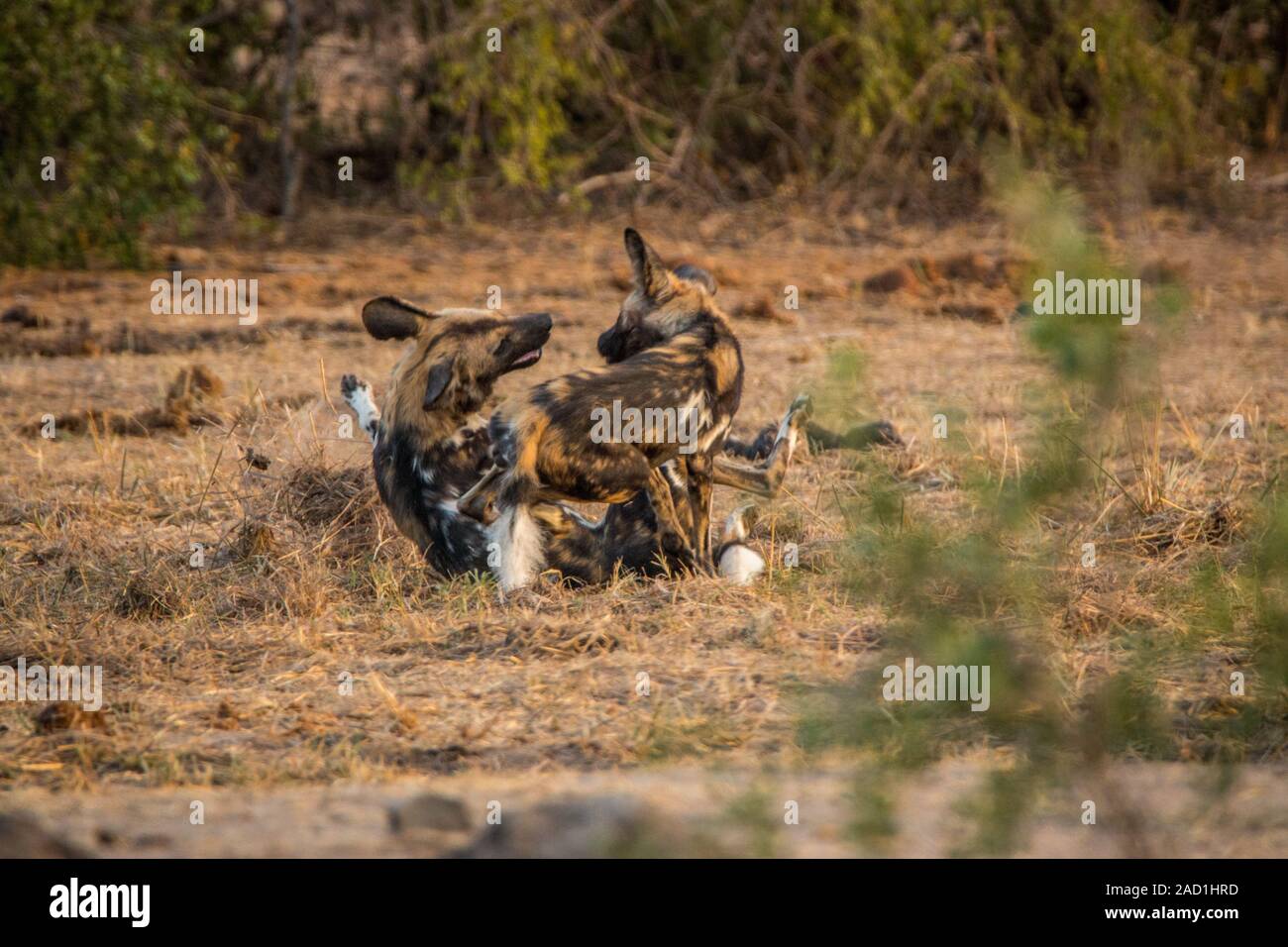African wild dogs playing together Stock Photo - Alamy