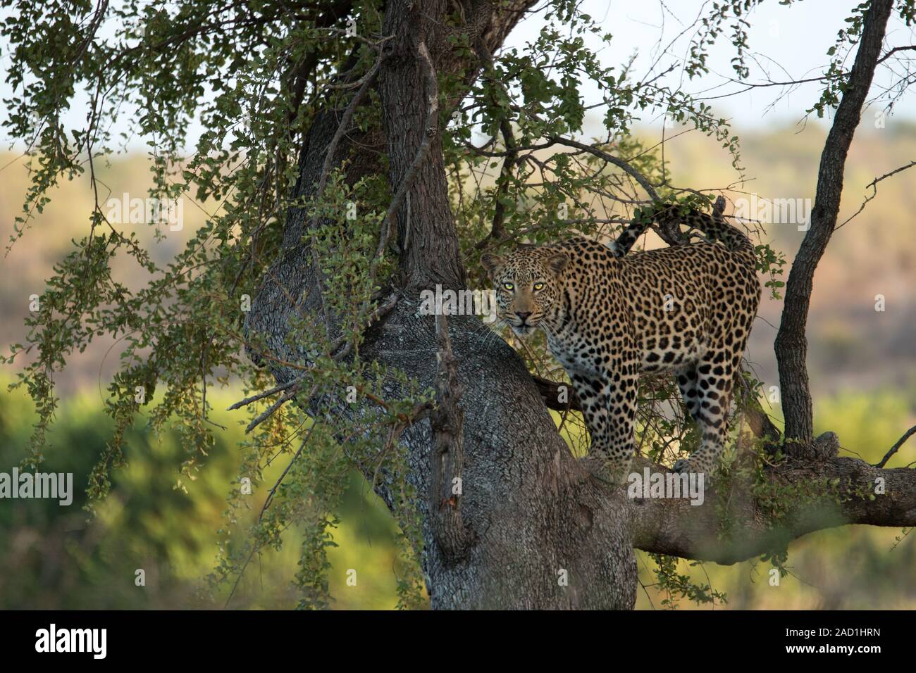Leopard in a tree hi-res stock photography and images - Alamy