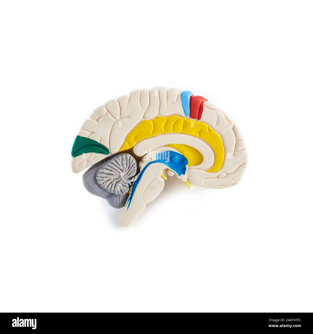 Anatomy of the brain. Part of a model of the human brain used to teach ...