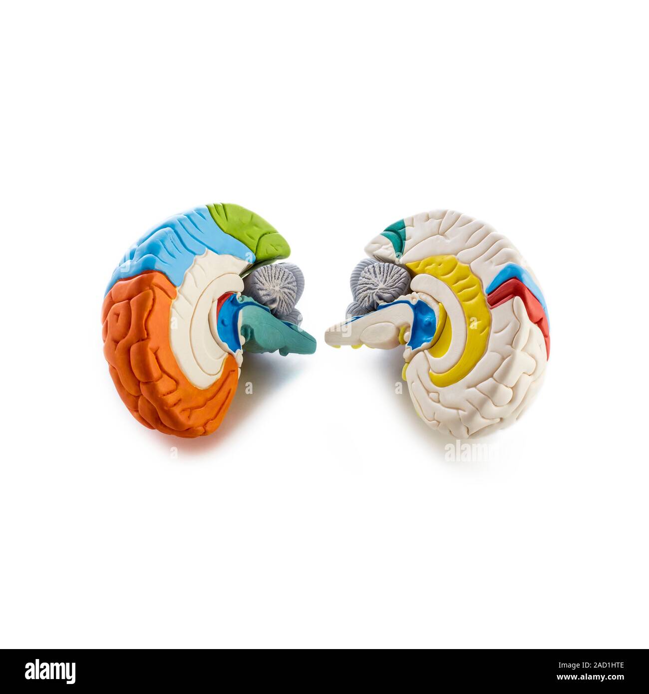 Anatomy of the brain. A model of the human brain used to show different ...