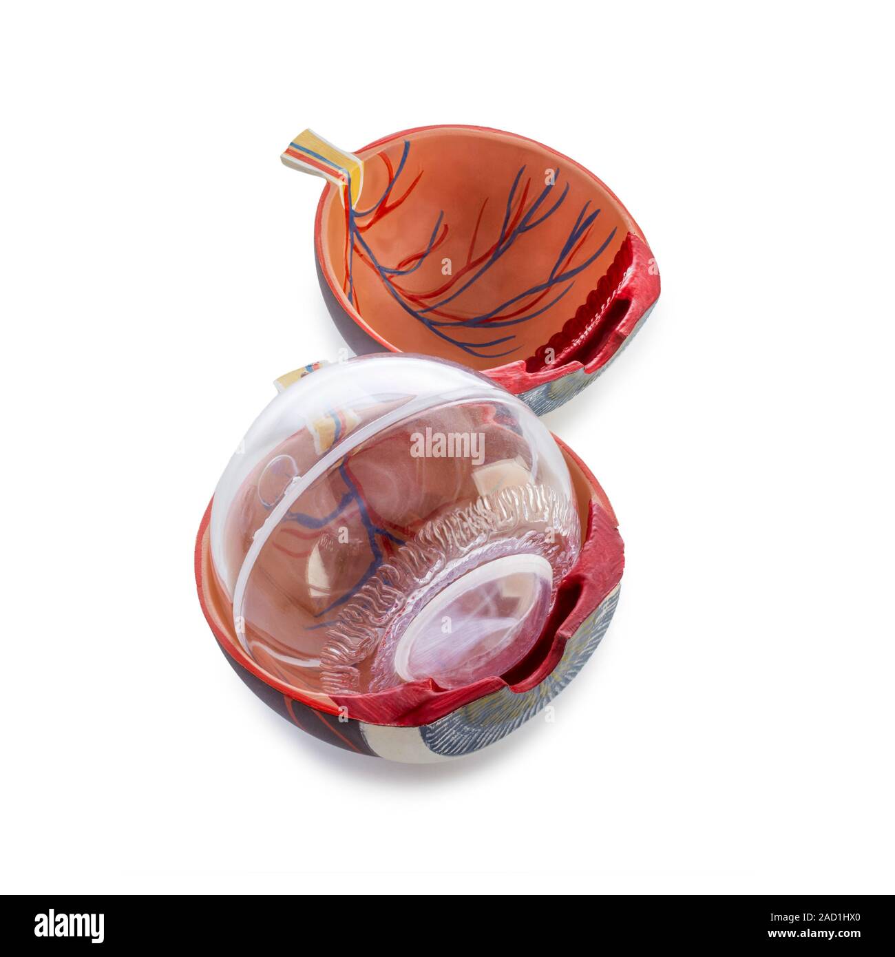 Anatomy of the eye. A model of the human eye used to teach anatomy. The ...
