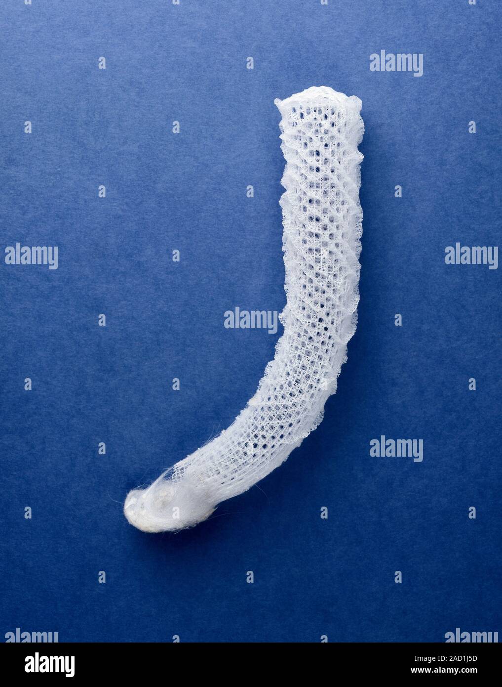 Euplectella aspergillum glass sponge. Also known as Venus' flower ...