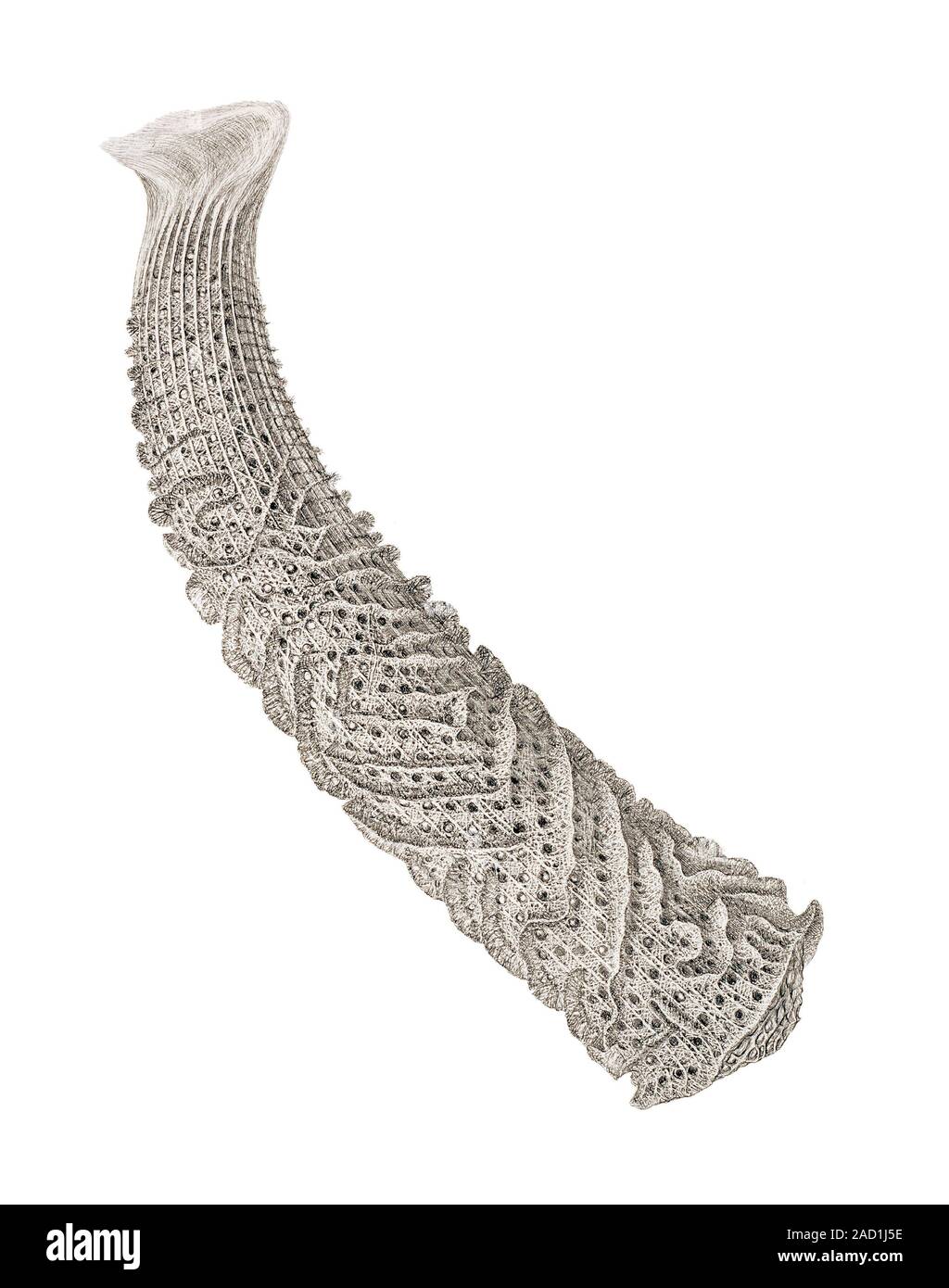 Euplectella aspergillum glass sponge, 19th-century illustration. Also ...