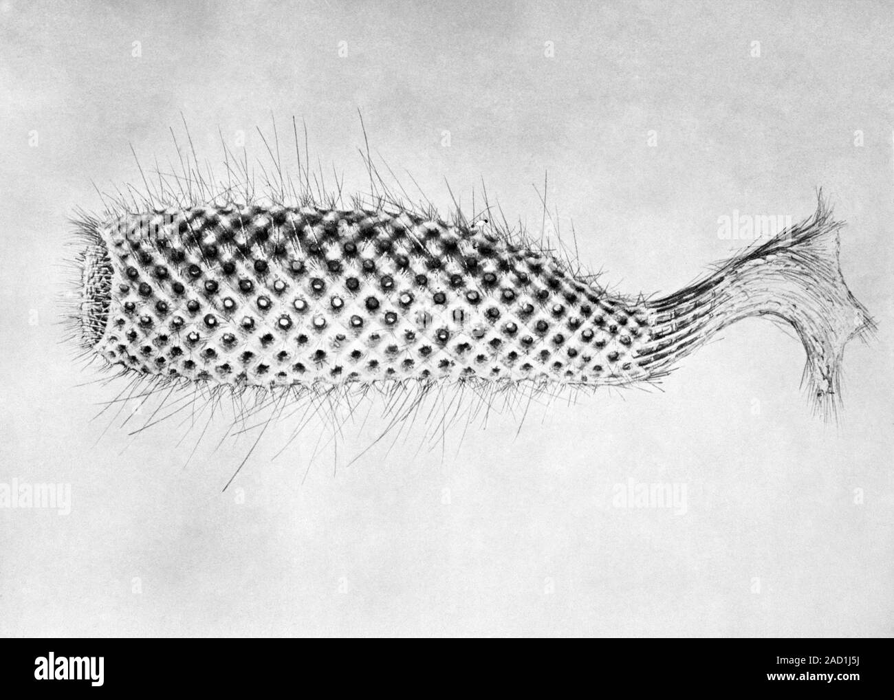Euplectella suberea glass sponge, 19th-century illustration. These deep ...
