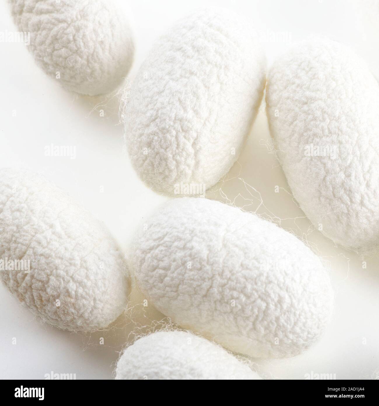 Cocoons made from silk fibres. A silk cocoon is spun by the caterpillar ...