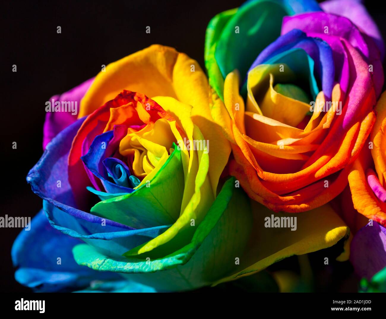 Rainbowed Roses. These roses are originally white and are coloured with ...