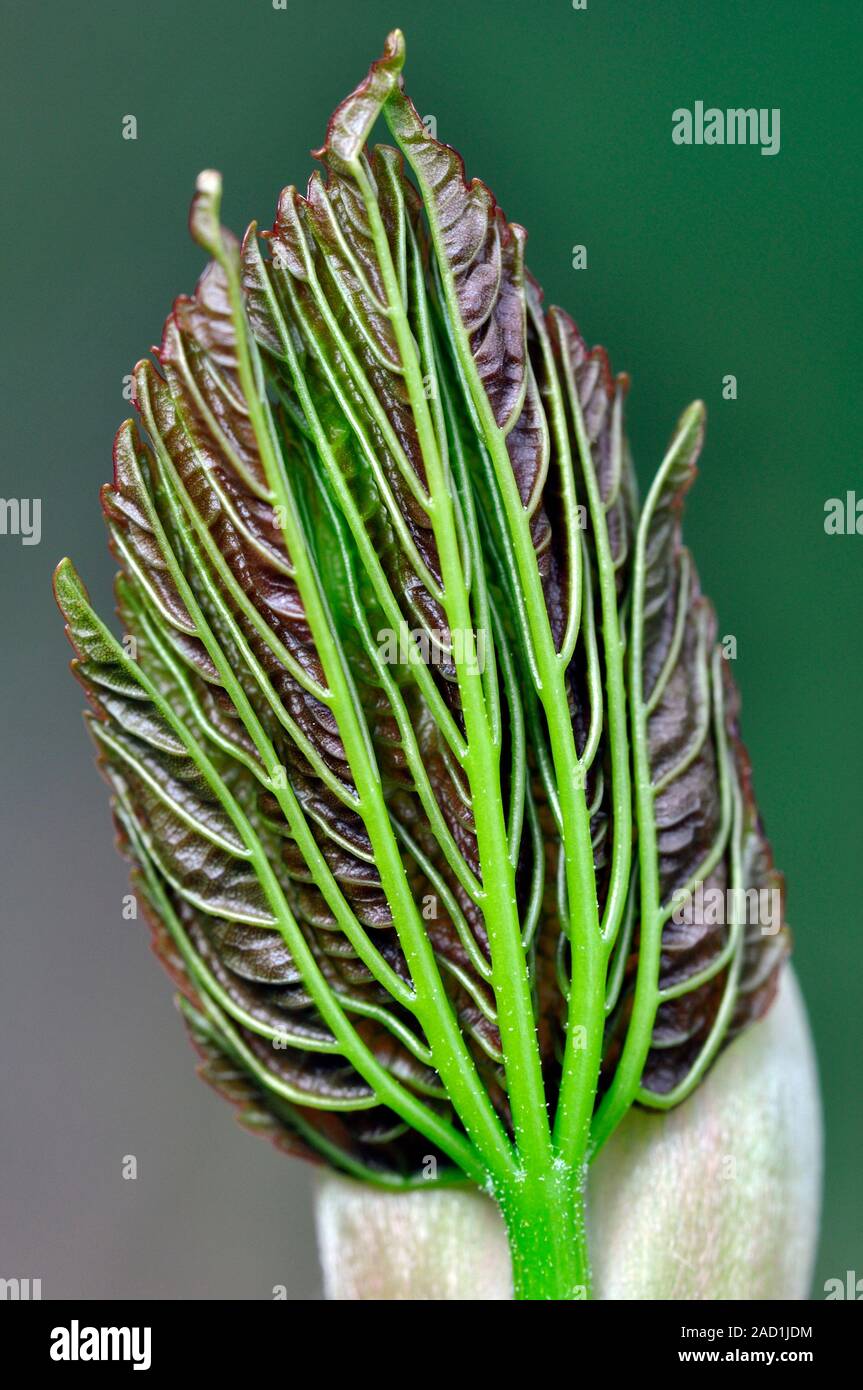 Sycamore leaf bud opening. The sycamore (Acer pseudoplatanus) is a ...
