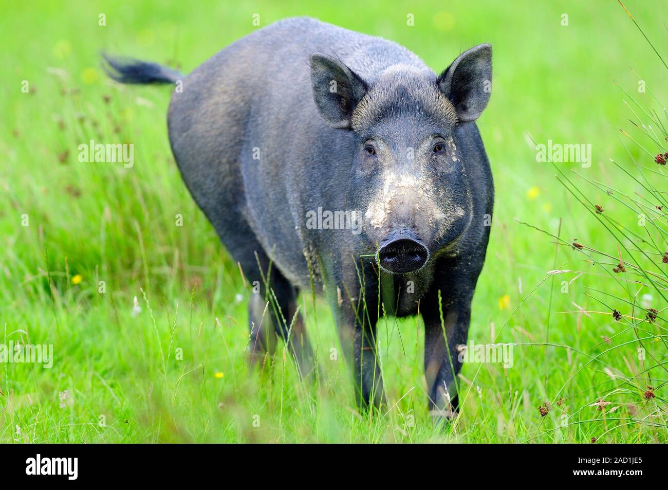 Wild boar (Sus scrofa) in captivity in a field. This is a female wild ...