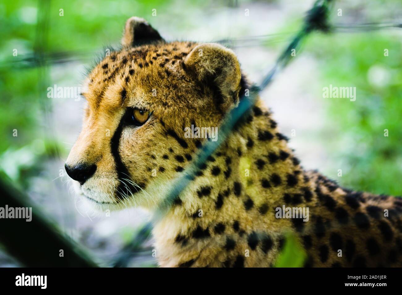 Cheetah in captivity, behind a fence Stock Photo - Alamy