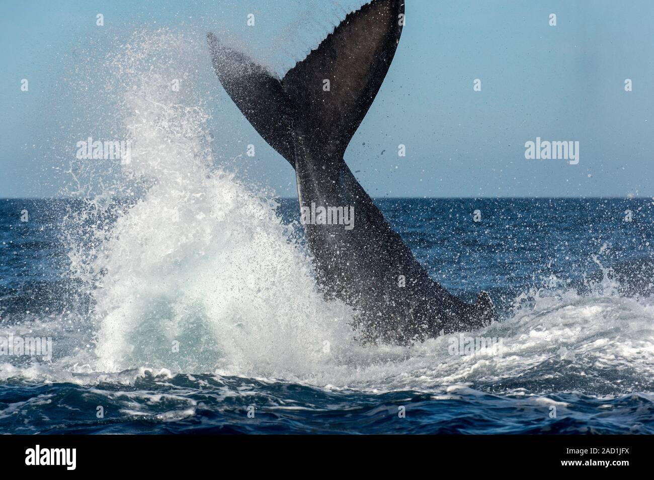Humpback whale (Megaptera novaeangliae) lobtailing. This behaviour is ...