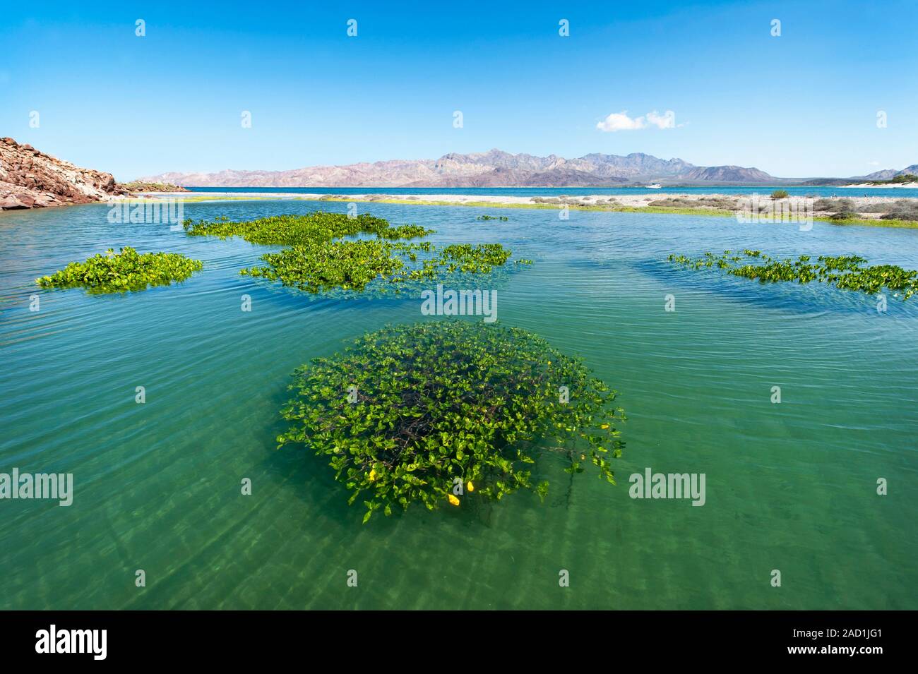 Red mangrove (Rhizophora mangle). Photographed in the Bahia de las ...