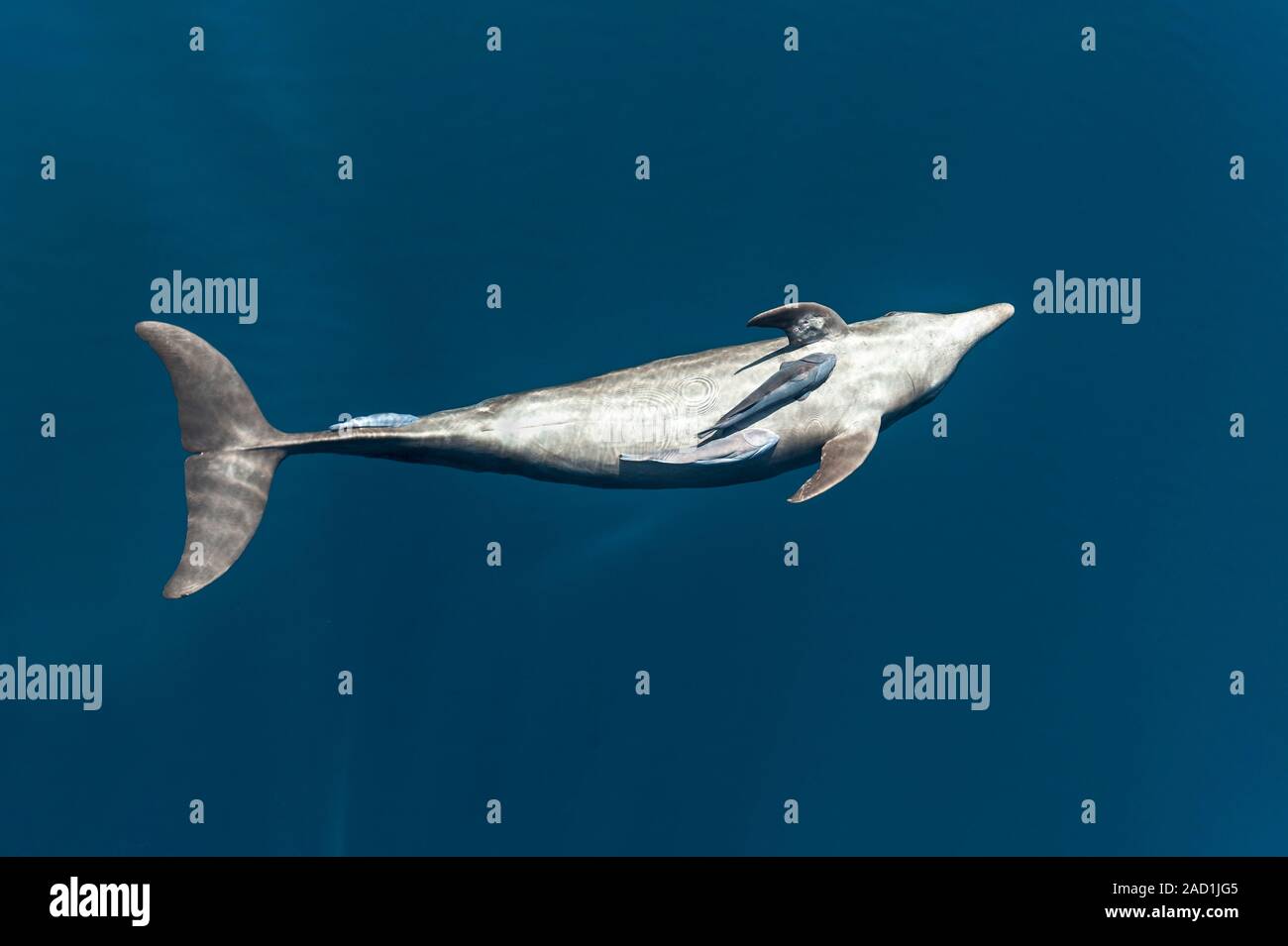 Bottlenose dolphin and remora. View of a remora (family Echeneidae ...