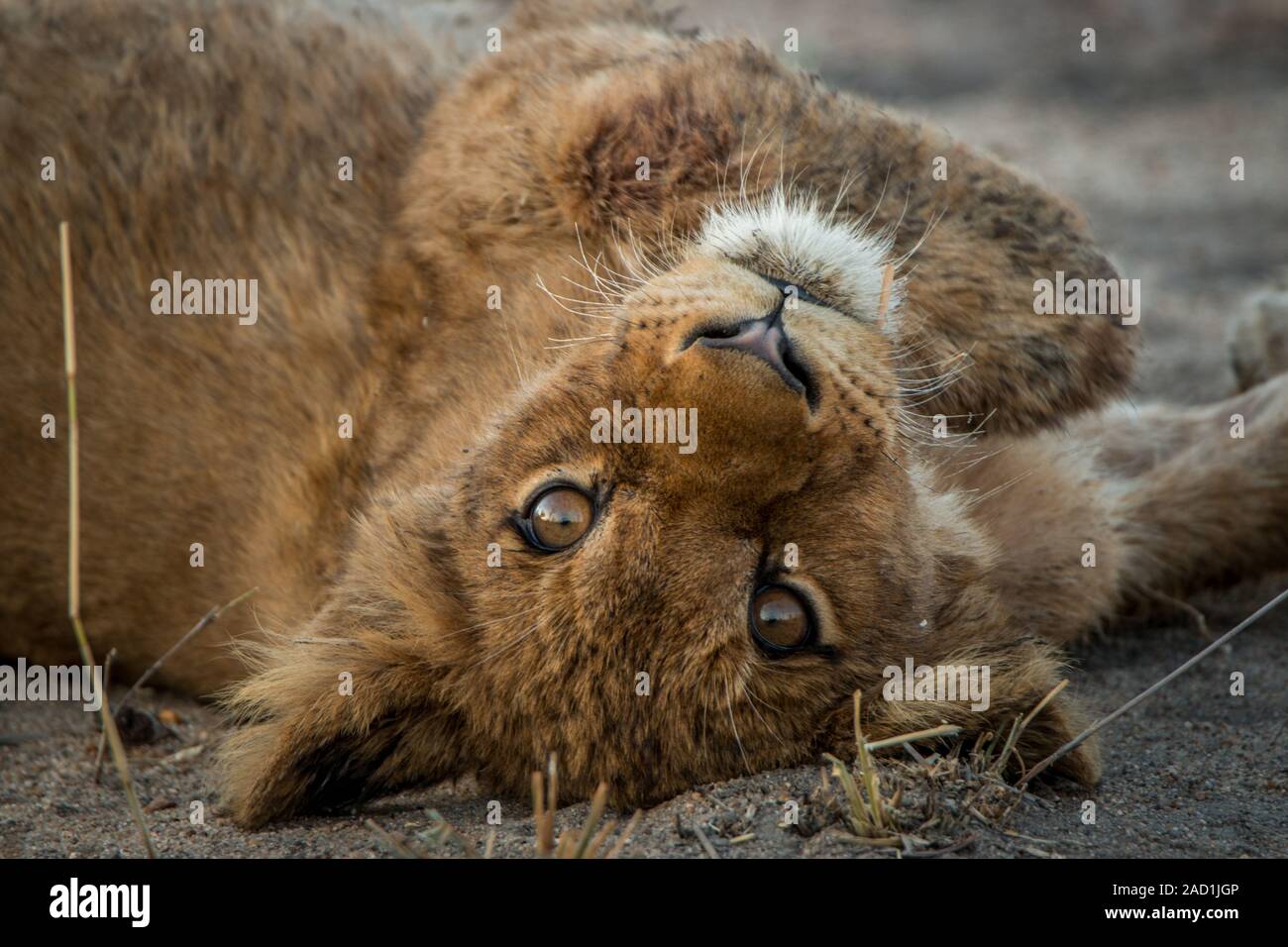 A Lion cub laying on his back and starring Stock Photo - Alamy