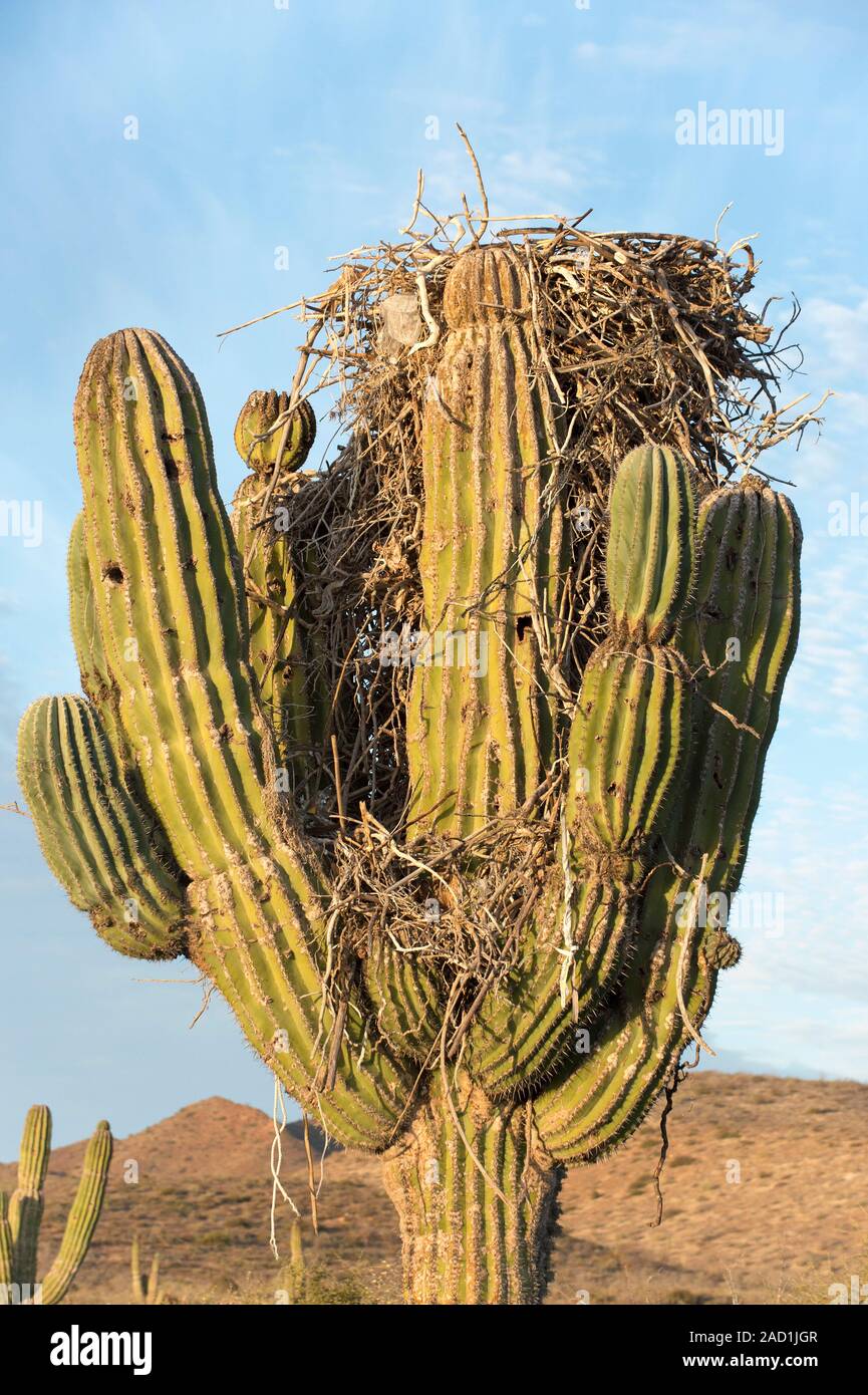 Osprey nest in a cactus. Osprey (Pandion haliaetus) nest built amongst ...