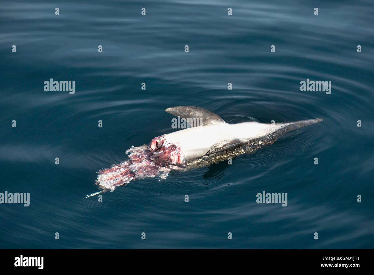 Dead dolphin. Carcass of a half eaten short-beaked common dolphin ...