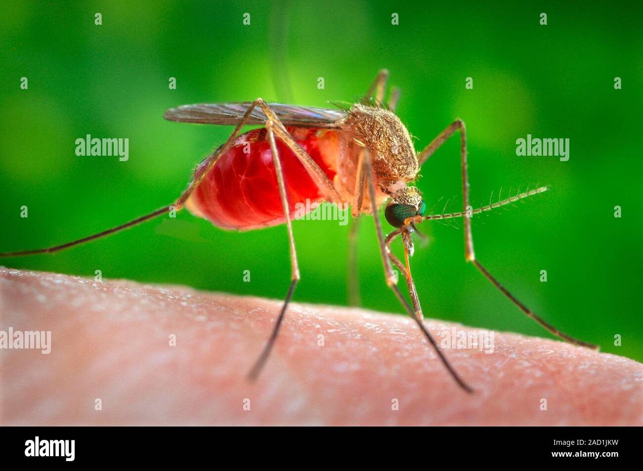 Culex quinquefasciatus mosquito feeding. Lateral view of a C ...