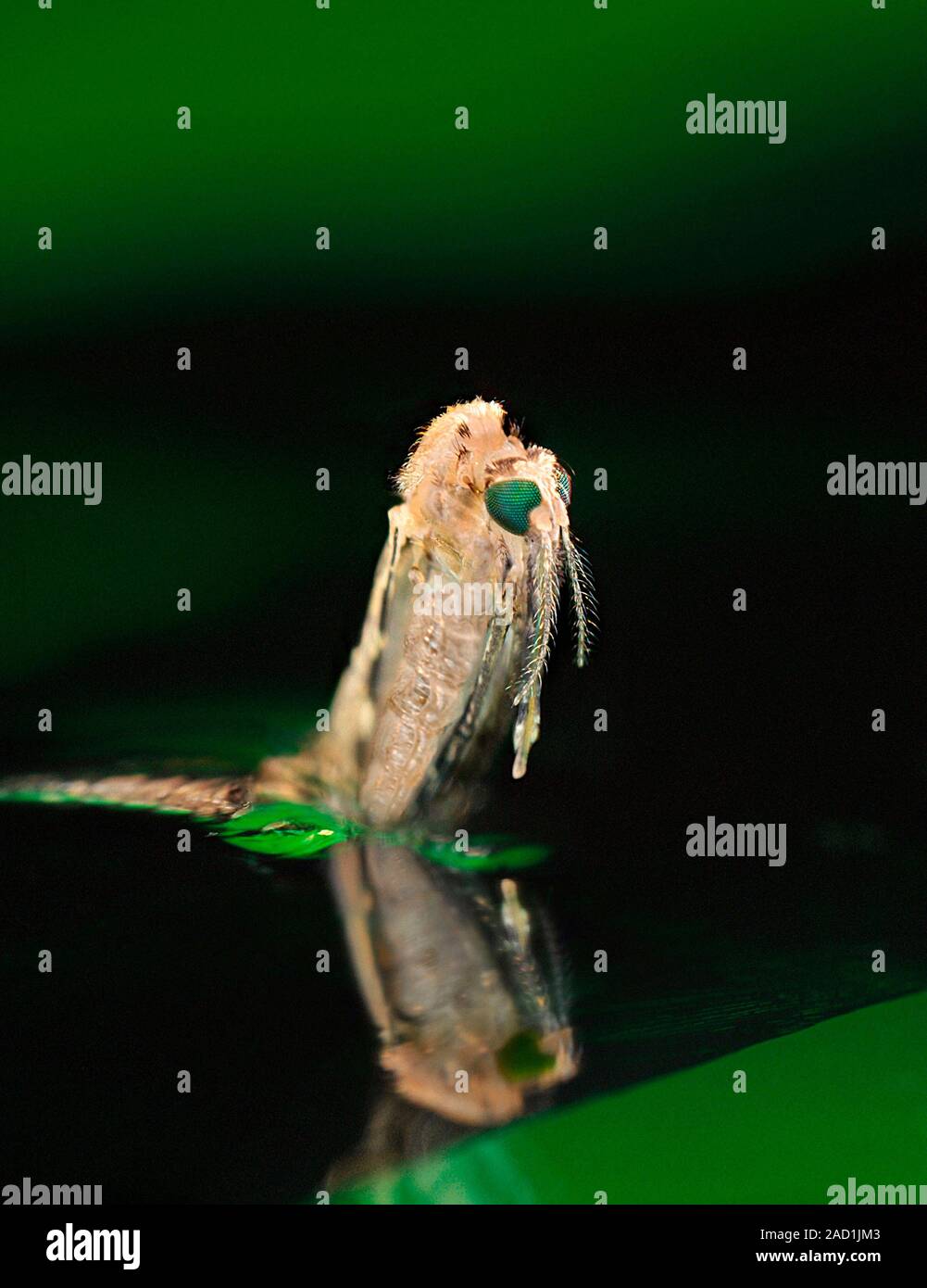 Anopheles mosquito emerging from pupa. The pupa is the stage where a ...