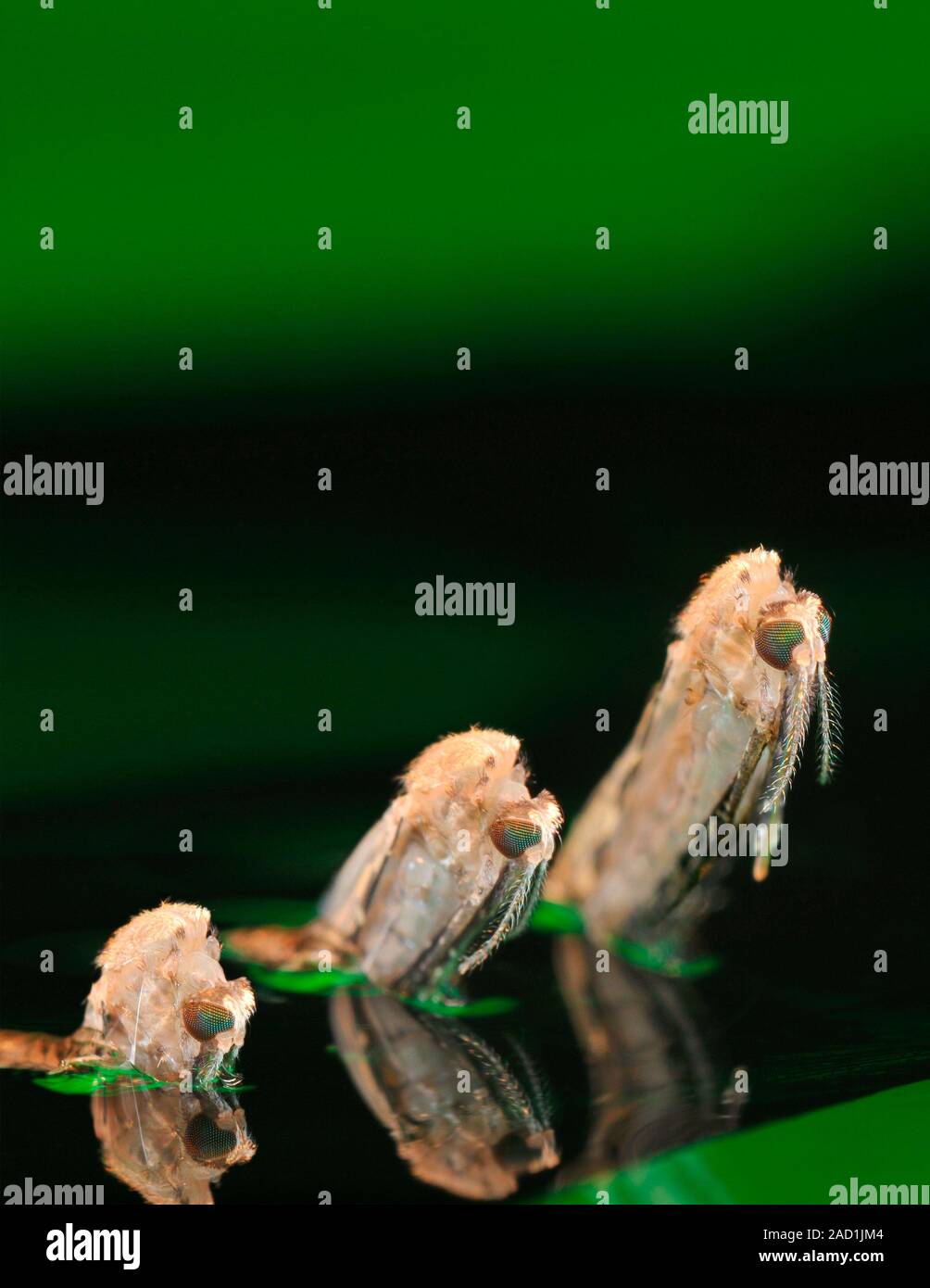 Anopheles mosquito emerging from pupa, composite sequence. The sequence ...