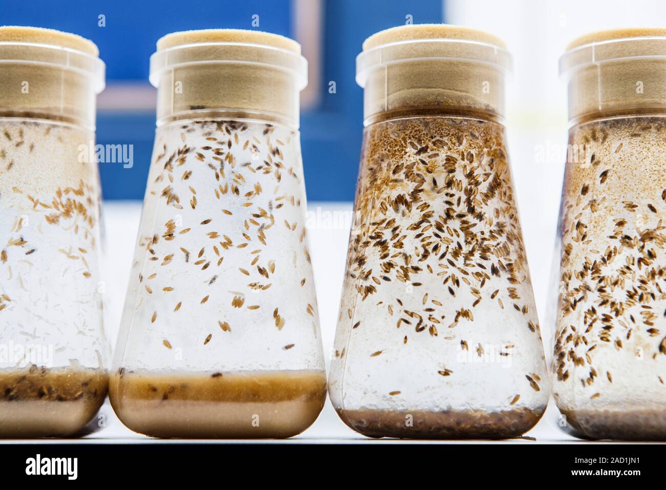 Breeding fruit flies (Drosophila melanogaster) for research. Flasks ...