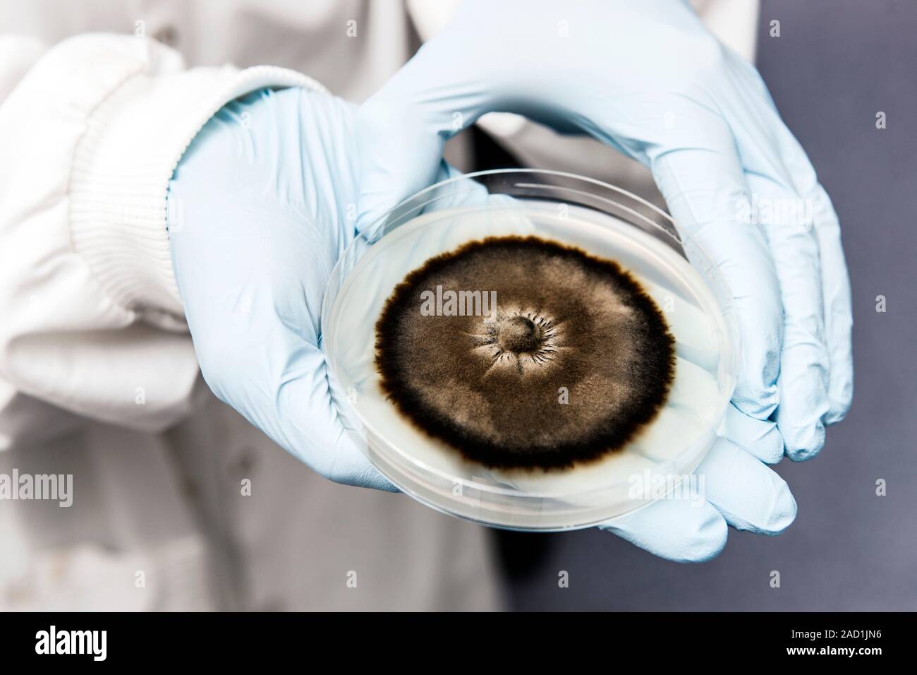 Penicillium fungus cultured in a petri dish. The antibiotic penicillin ...