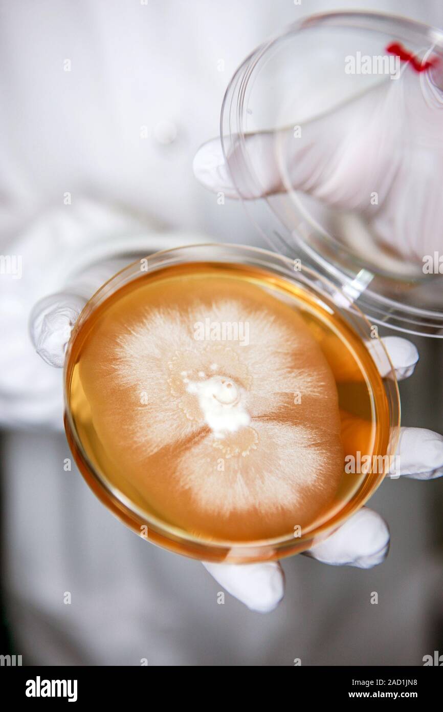 Penicillium fungus cultured in a petri dish. The antibiotic penicillin ...