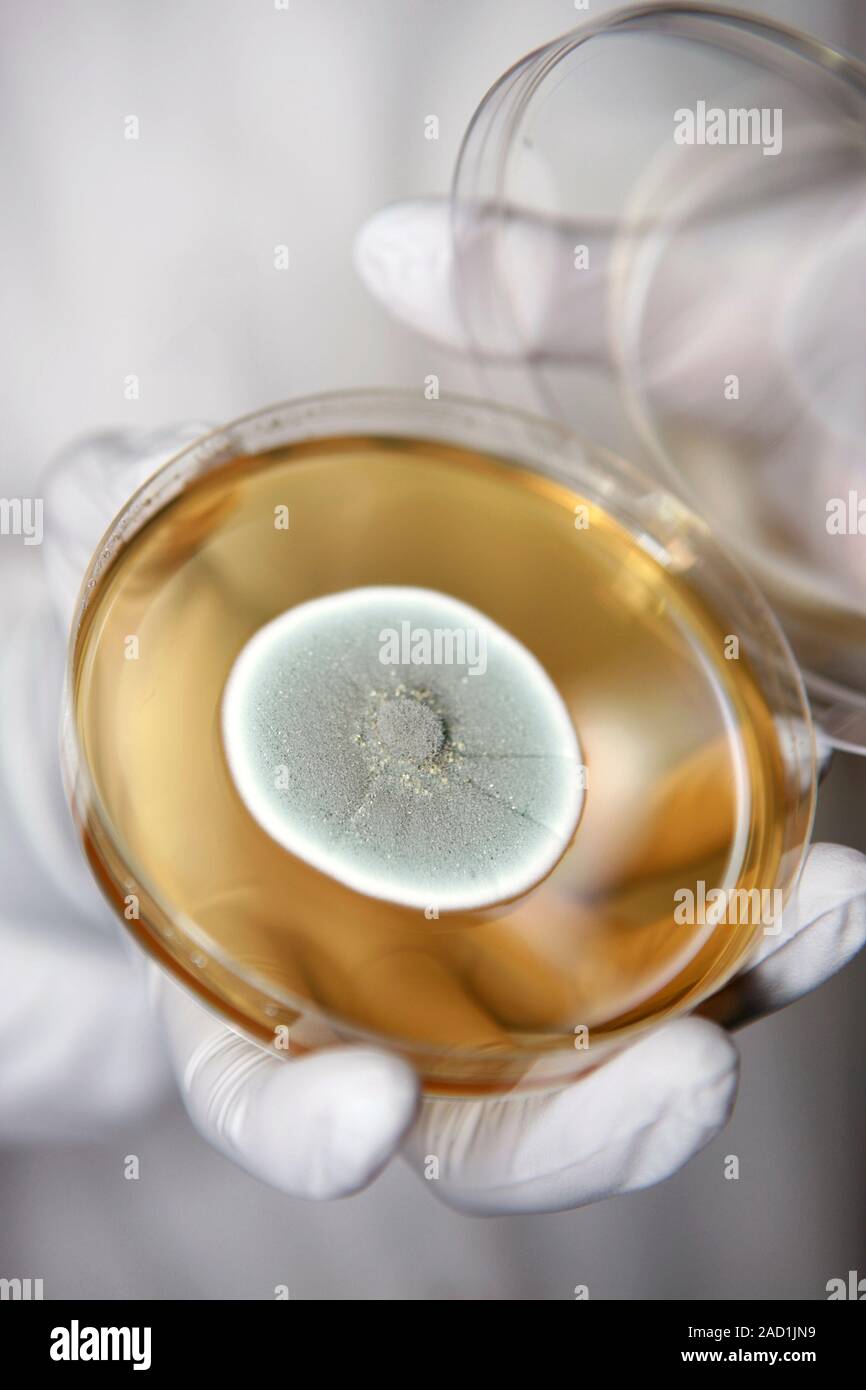 Penicillium fungus cultured in a petri dish. The antibiotic penicillin ...