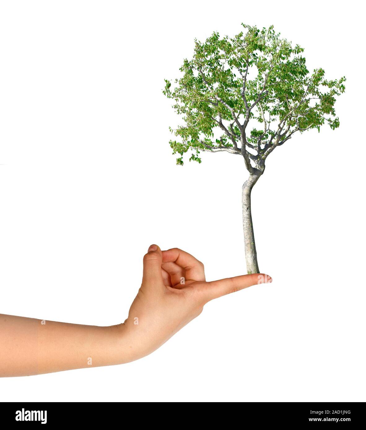 Tree on finger Stock Photo - Alamy