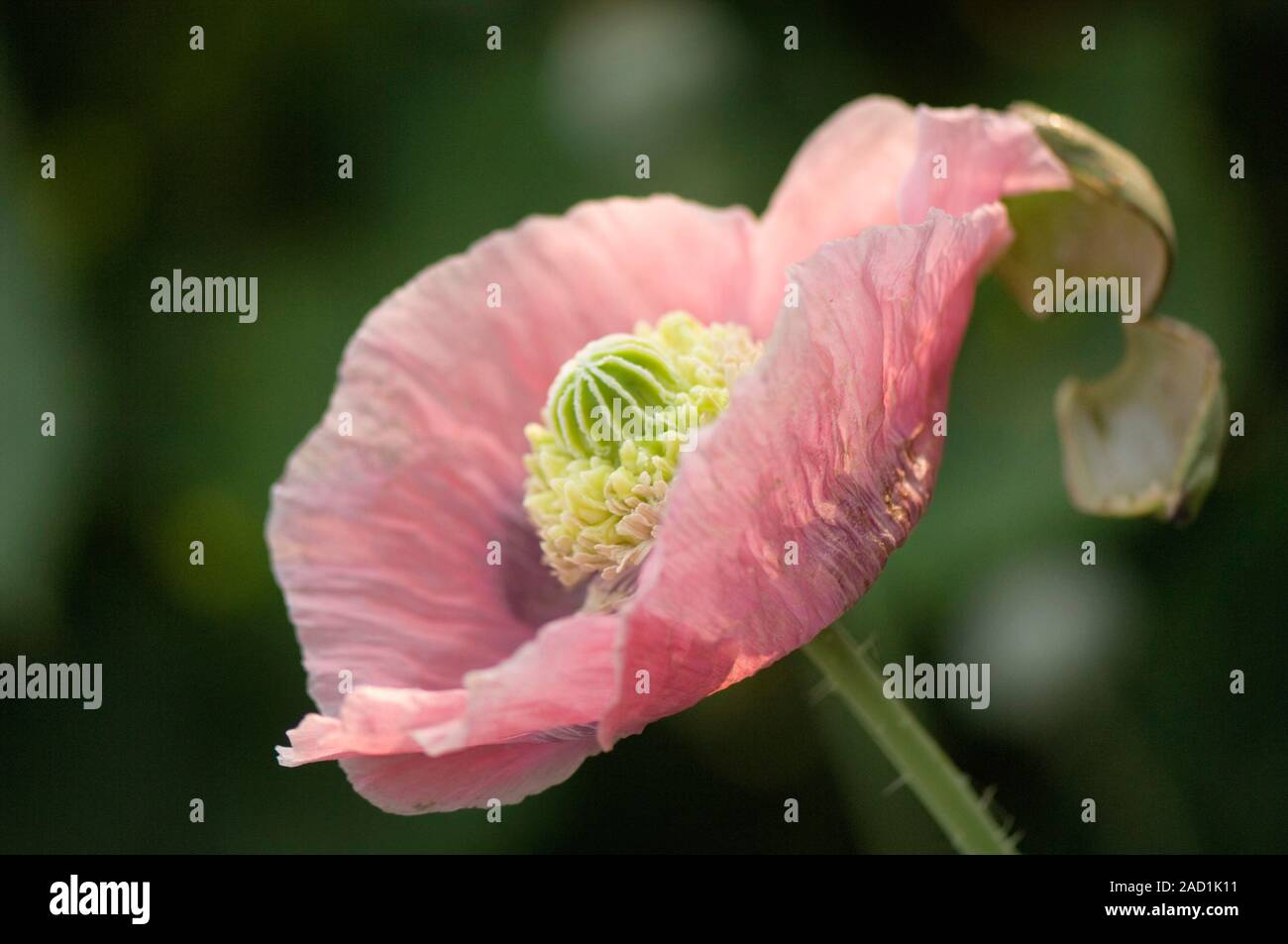 Pink Peony poppy (Papaver somniferum Stock Photo - Alamy