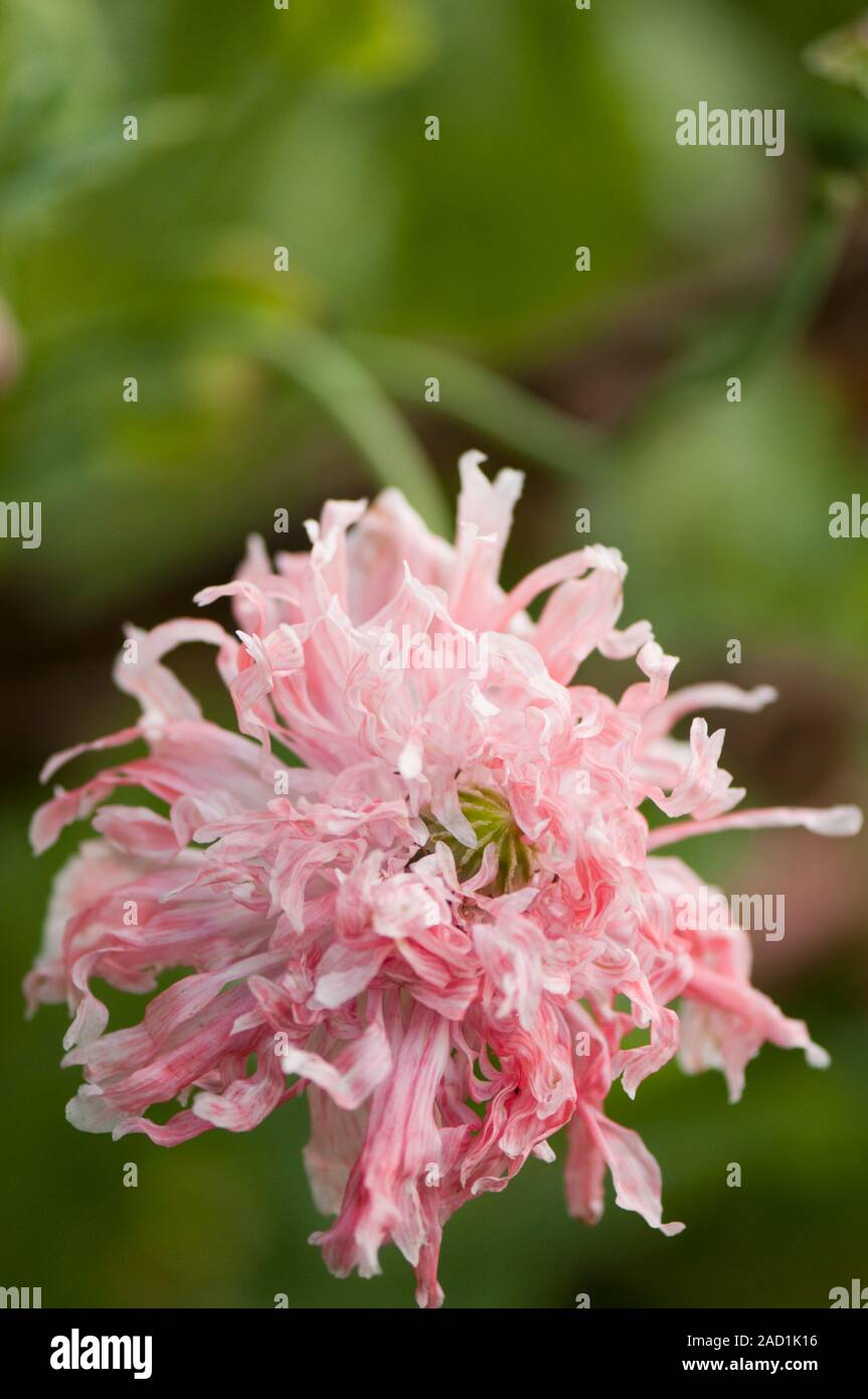 Pink Peony poppy (Papaver somniferum Stock Photo - Alamy
