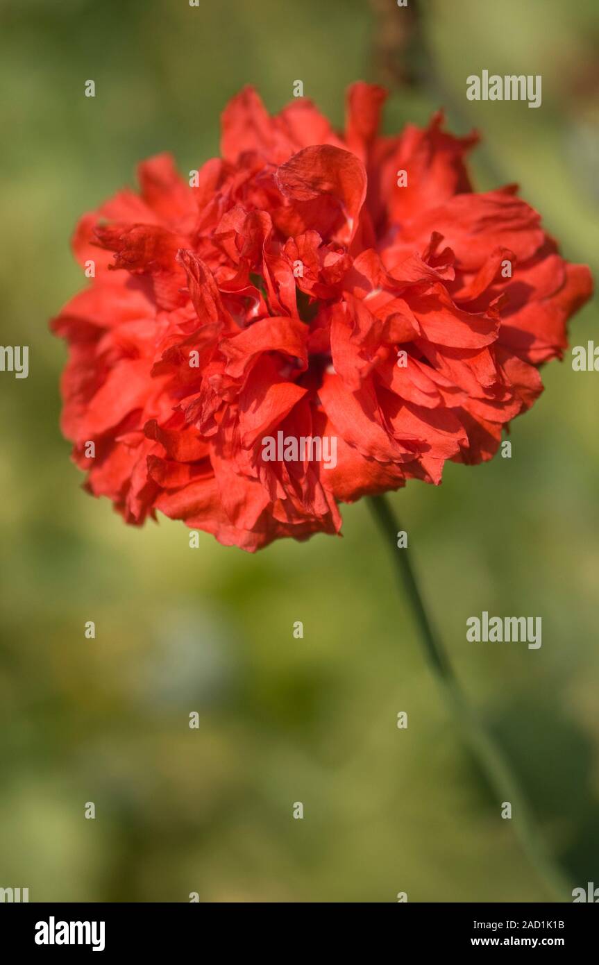 Red Peony poppy (Papaver somniferum Stock Photo - Alamy