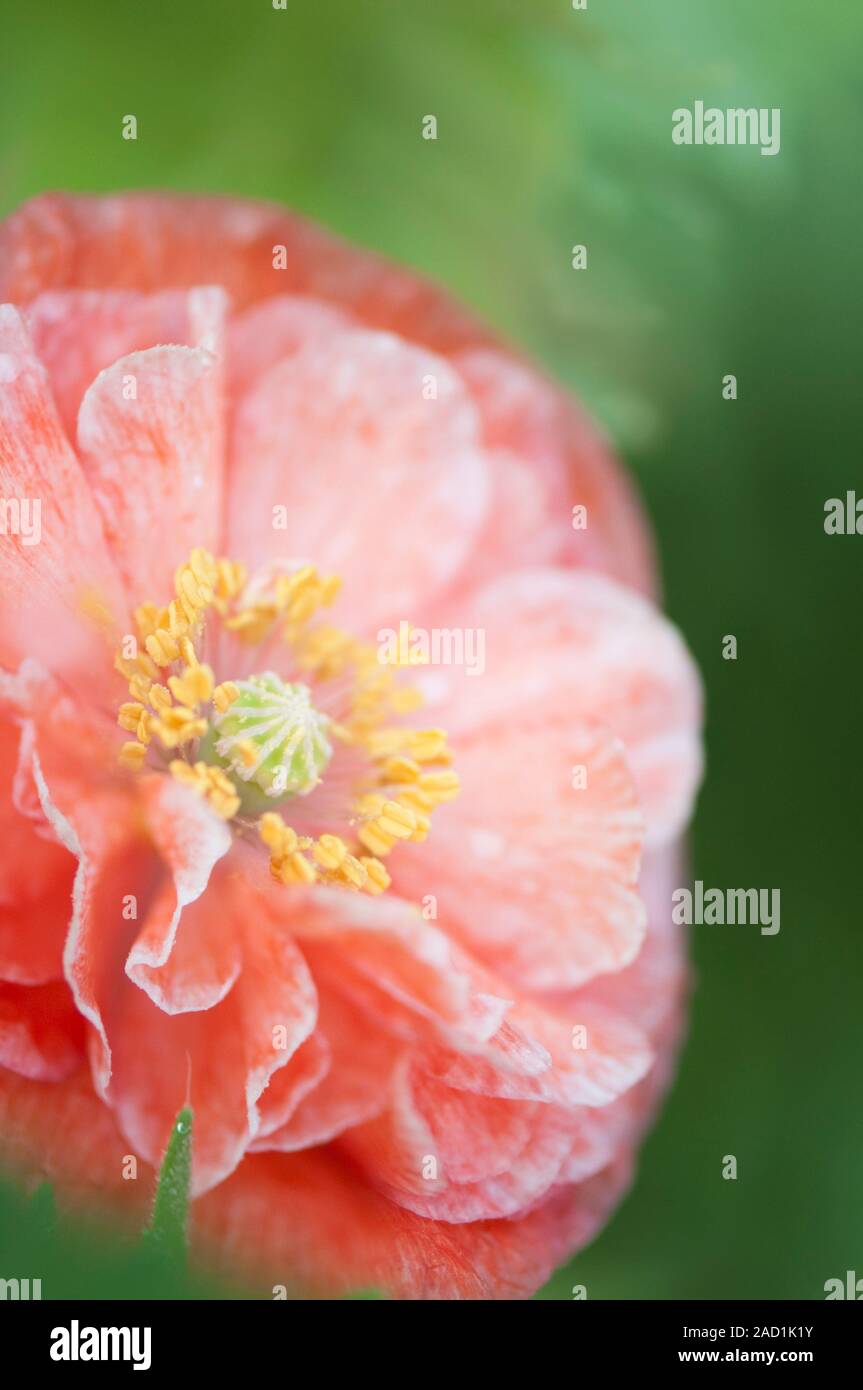 Pink double-ruffled Shirley poppy (Papaver rhoeas Stock Photo - Alamy