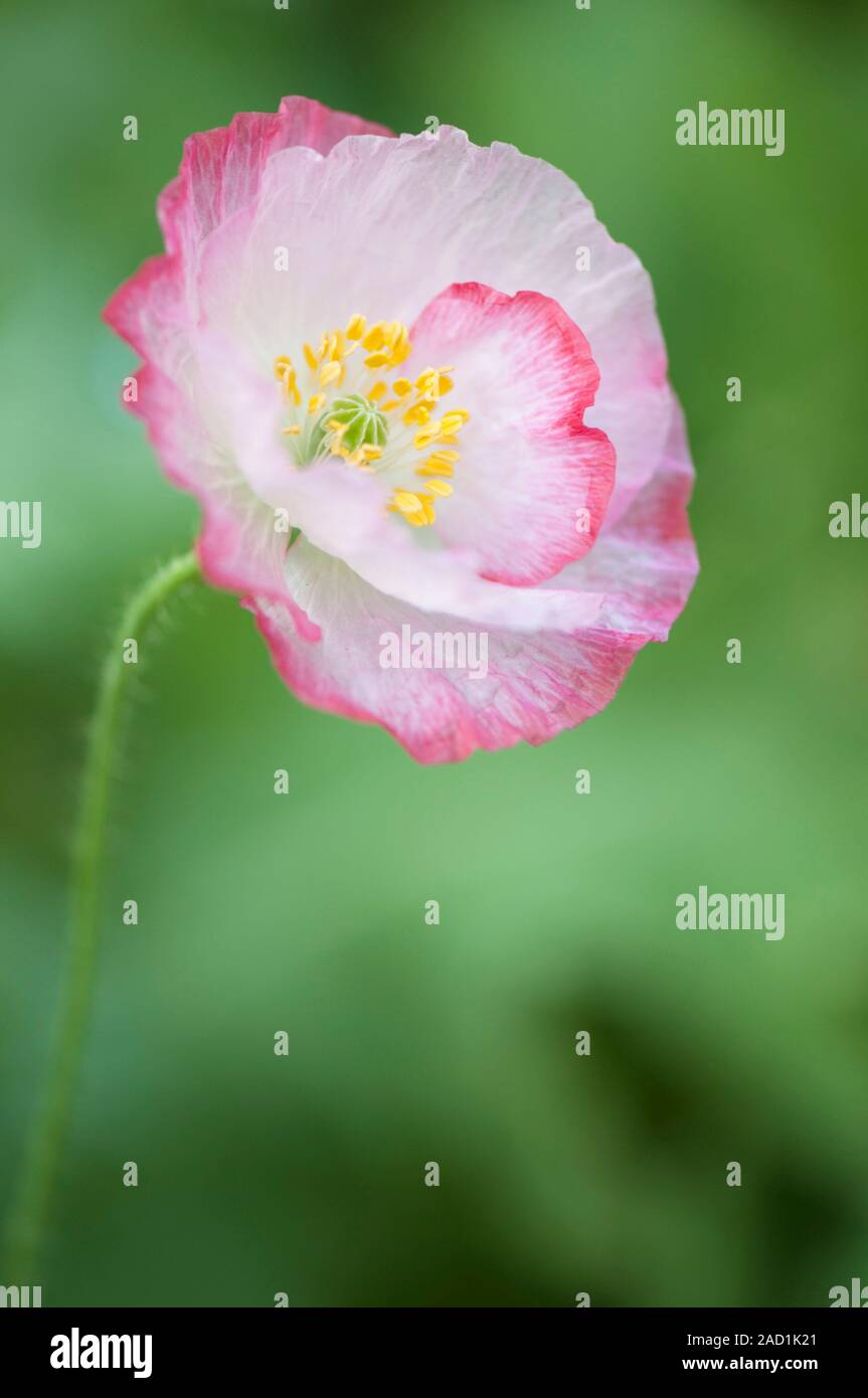 Pink picotee Shirley poppy (Papaver rhoeas Stock Photo - Alamy