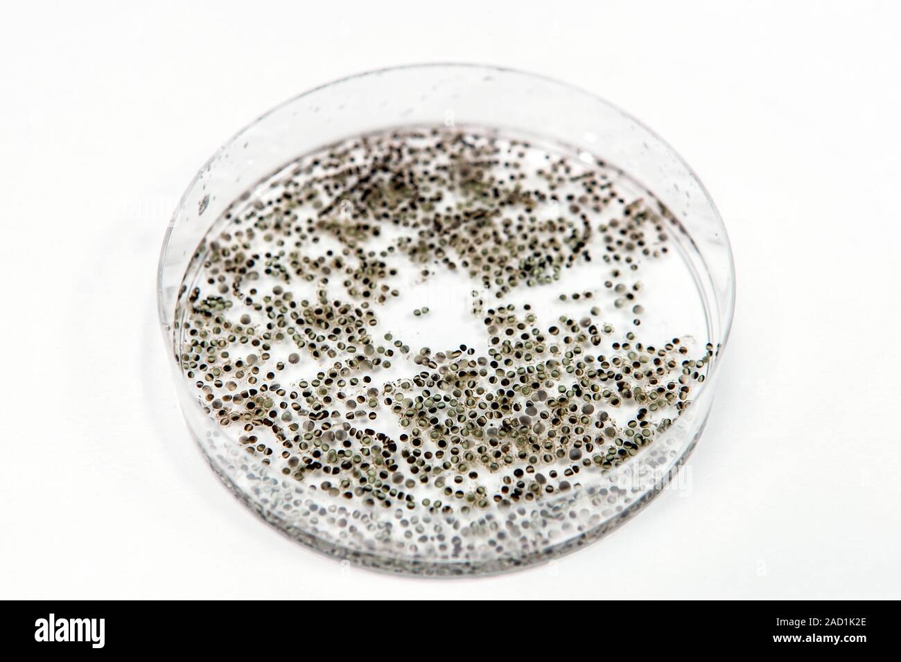 Oocytes of the African clawed frog, Xenopus laevis. This frog is a ...