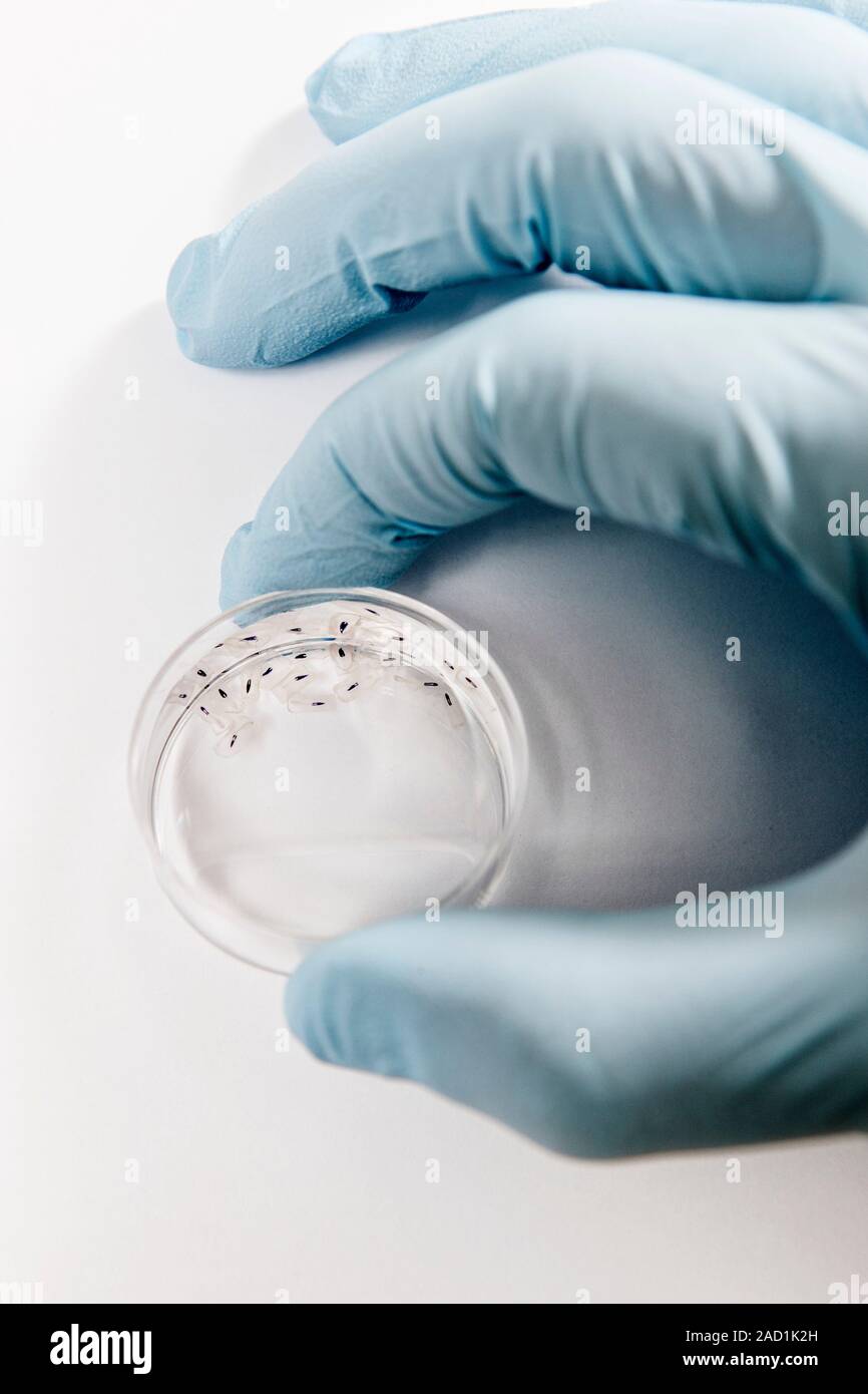 Chicken embryos in a petri dish Stock Photo - Alamy