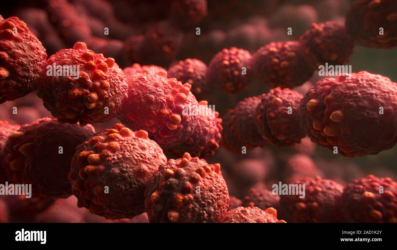 Streptococcus pyogenes bacteria, illustration. S. pyogenes is a Gram ...