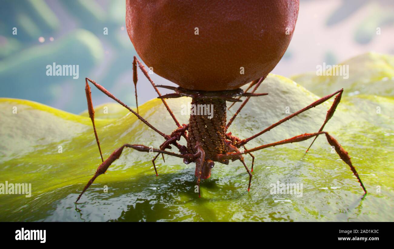 Bacteriophage on bacterium. Illustration of a bacteriophage (red ...