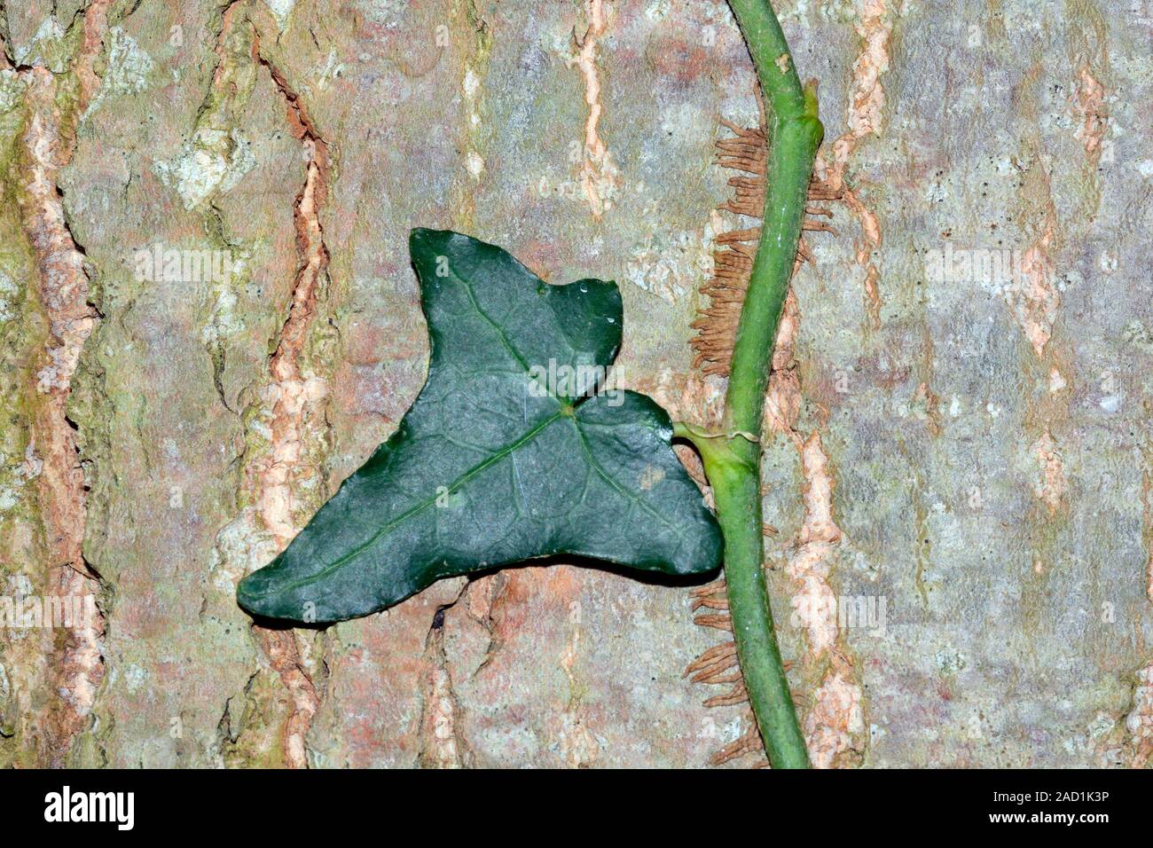 Common ivy (Hedera helix) leaf. This leaf is from a fruitless branch ...