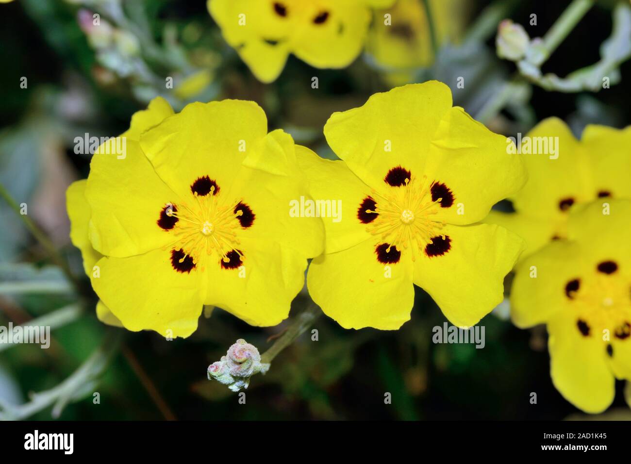 Halimium halimifolium flowers Stock Photo - Alamy