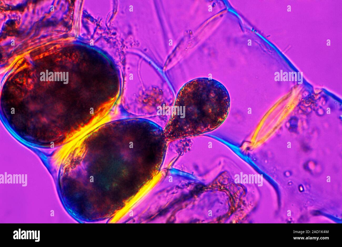 Spirogyra algae. Polarised light micrograph of a close-up of Spirogyra ...