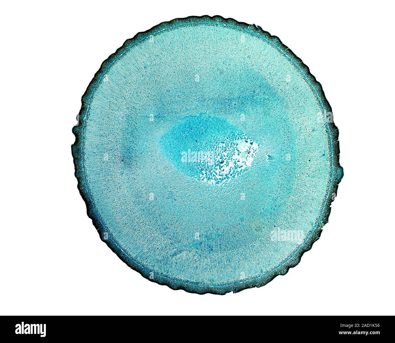 Kelp (Laminaria hyperborea) stem. Light micrograph of a section through ...