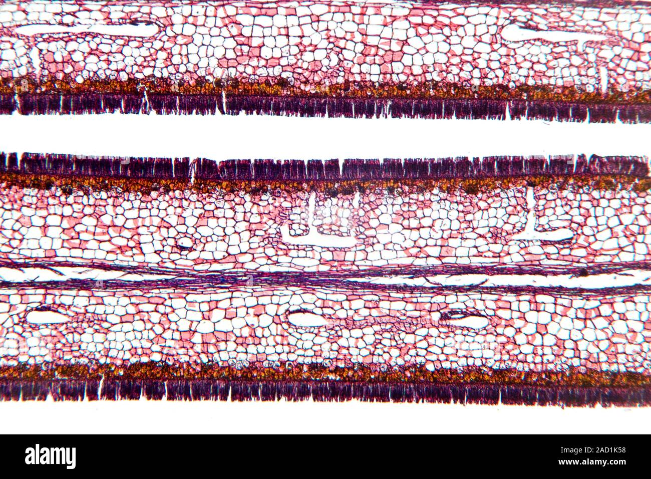 Kelp (Laminaria hyperborea) fronds. Light micrograph of a section ...