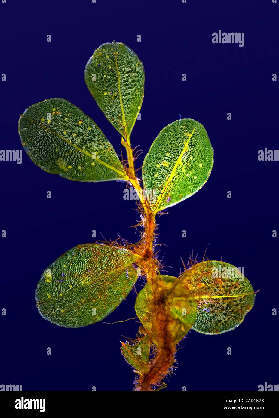 Moss (Mnium punctatum). Darkfield illuminated light micrograph of a ...