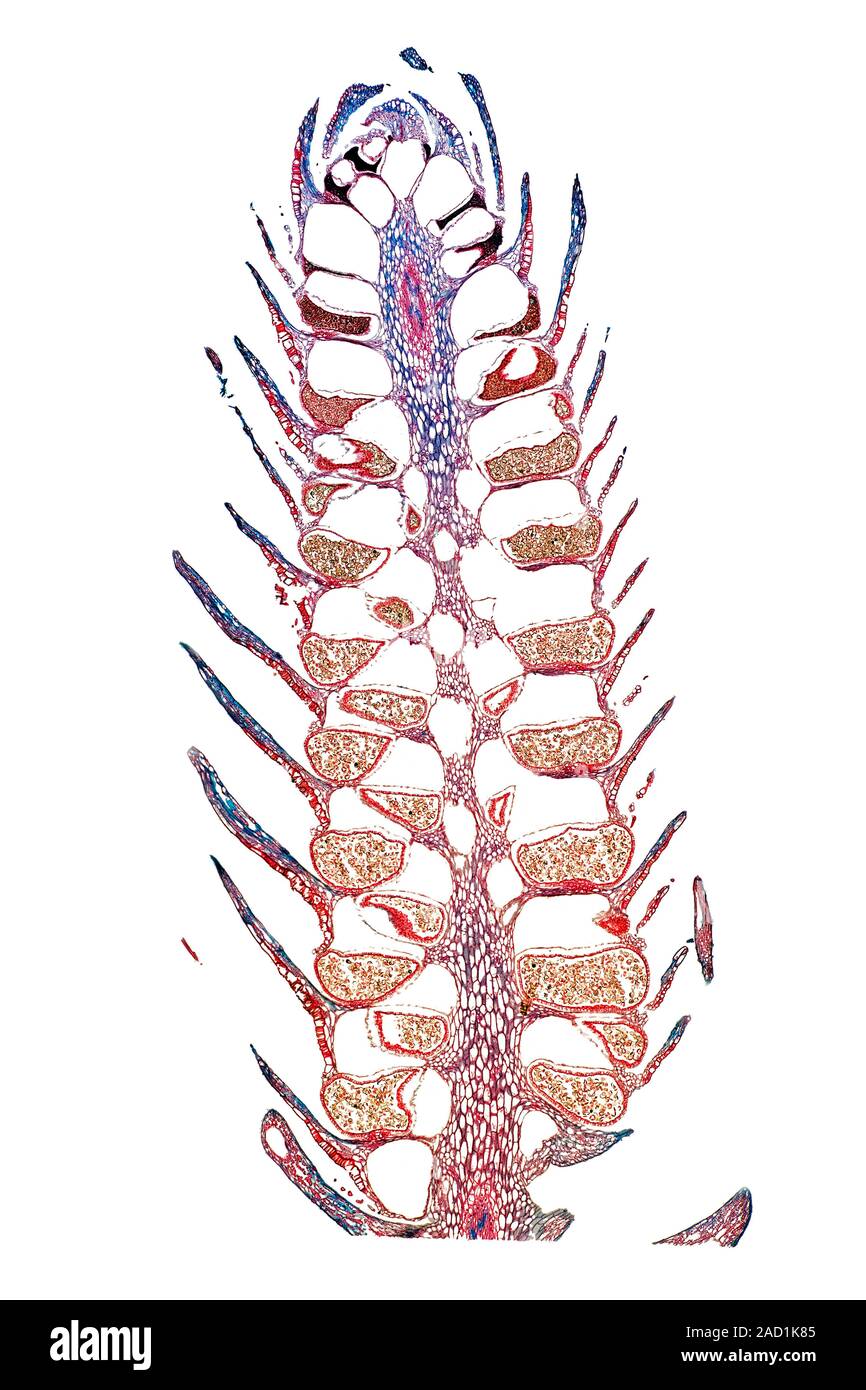 Clubmoss (Lycopodium clavatum) strobilus. Light micrograph of a section ...