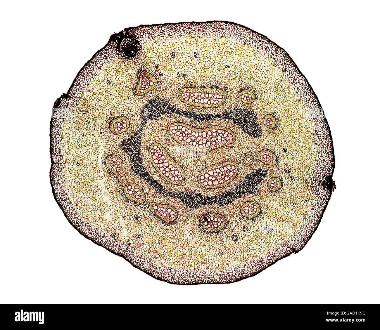 Fern (Pteridium aquilium) rhizome. Light micrograph of a section ...