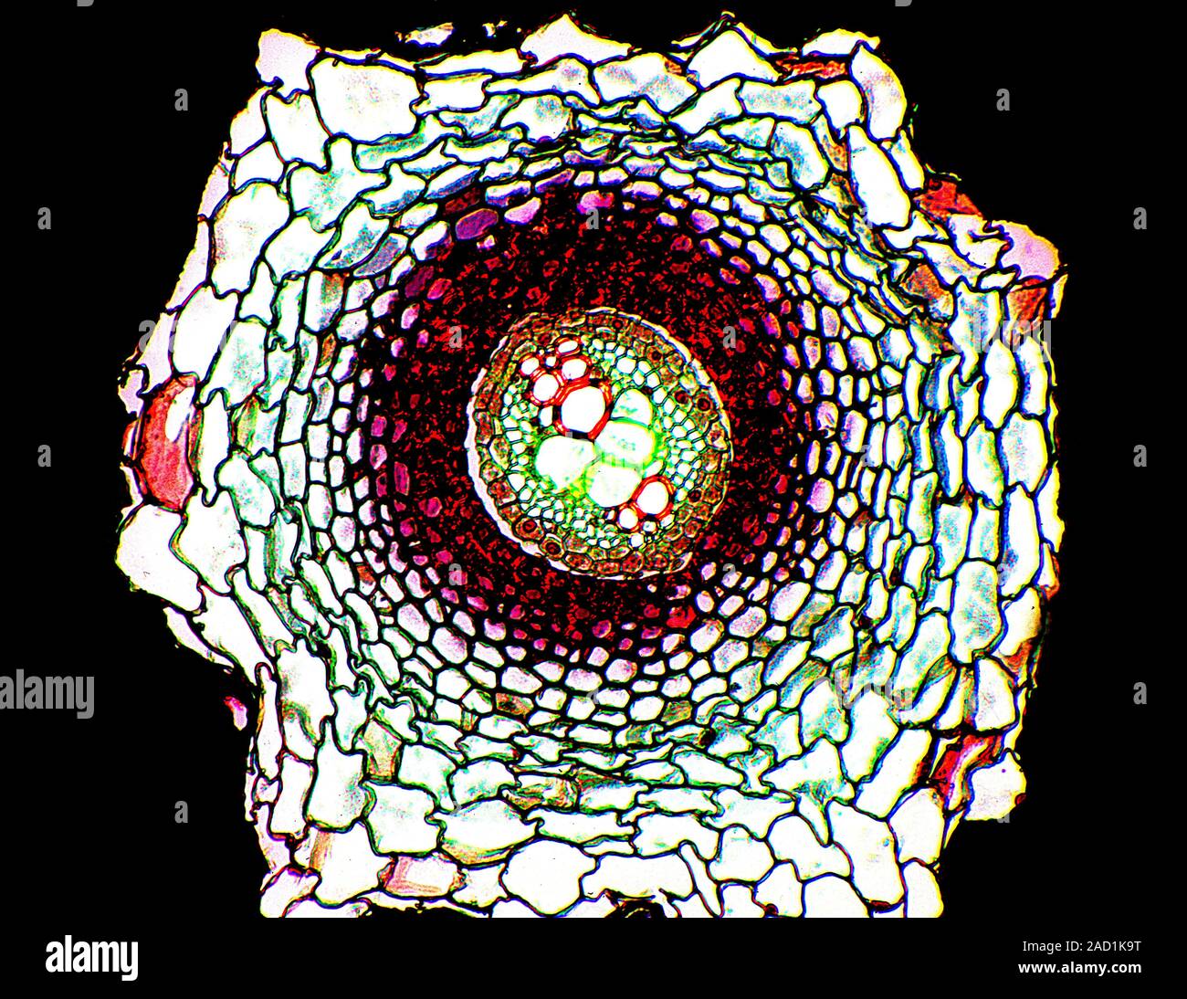 Fern (Pteridium aquilium) root. Light micrograph of a section through a ...