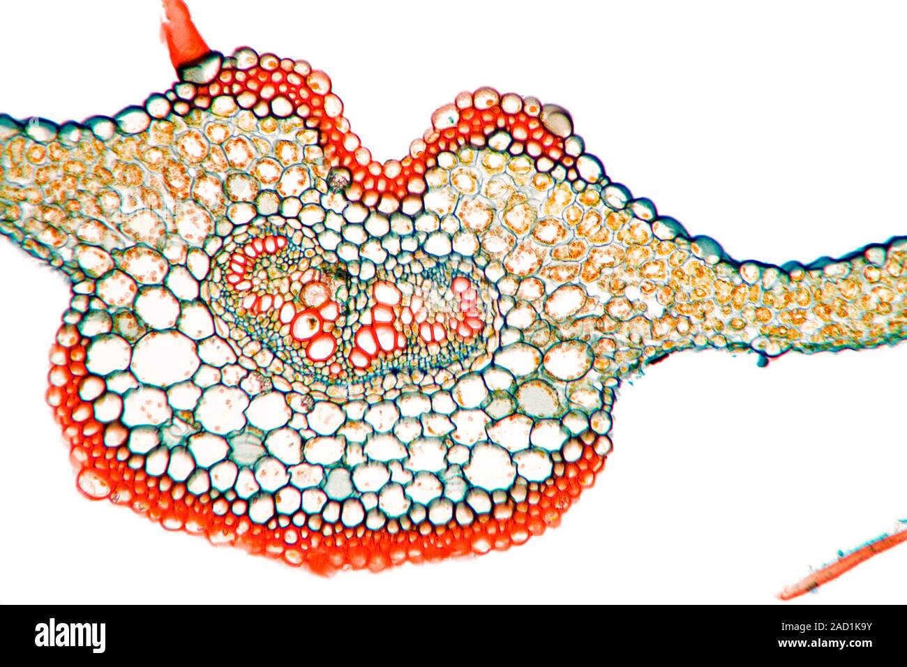 Fern Adiantum Capillus Veneris Leaf Light Micrograph Of A Section